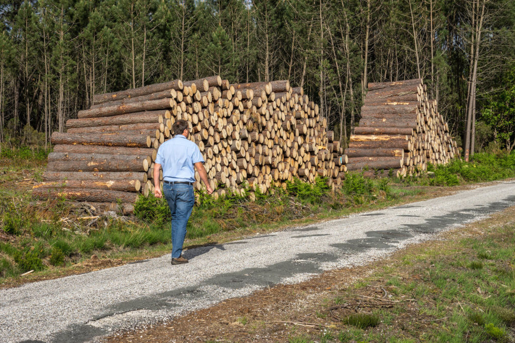 Service de cubage, marquage et commercialisation d'arbres - AGEF