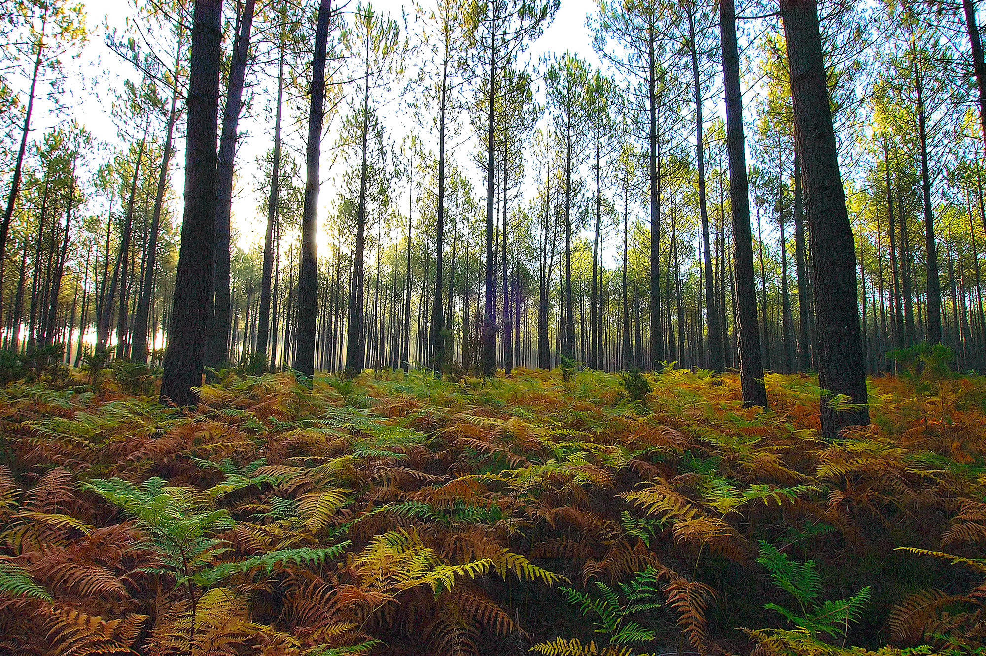 Votre gestionnaire forestier professionnel en Nouvelle-Aquitaine - AGEF